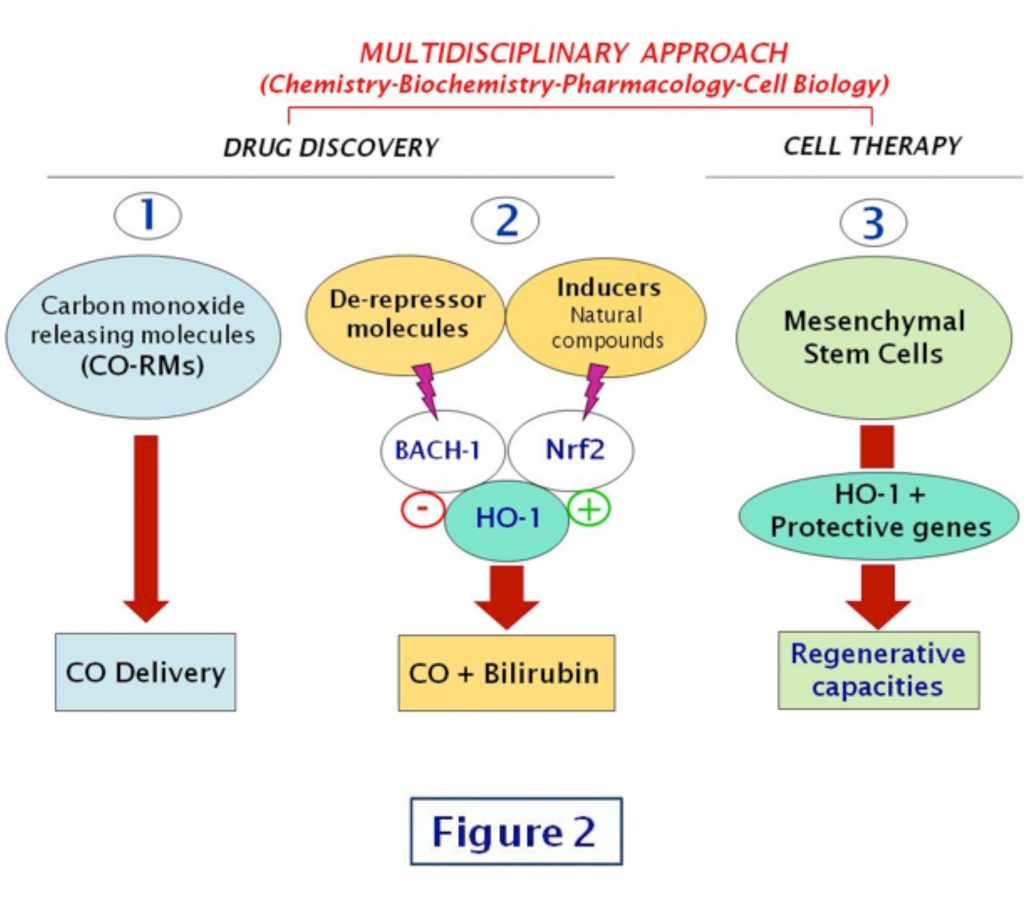 Figure 2 Page Motterlini | IMRB – Mondor Biomedical Research Institute